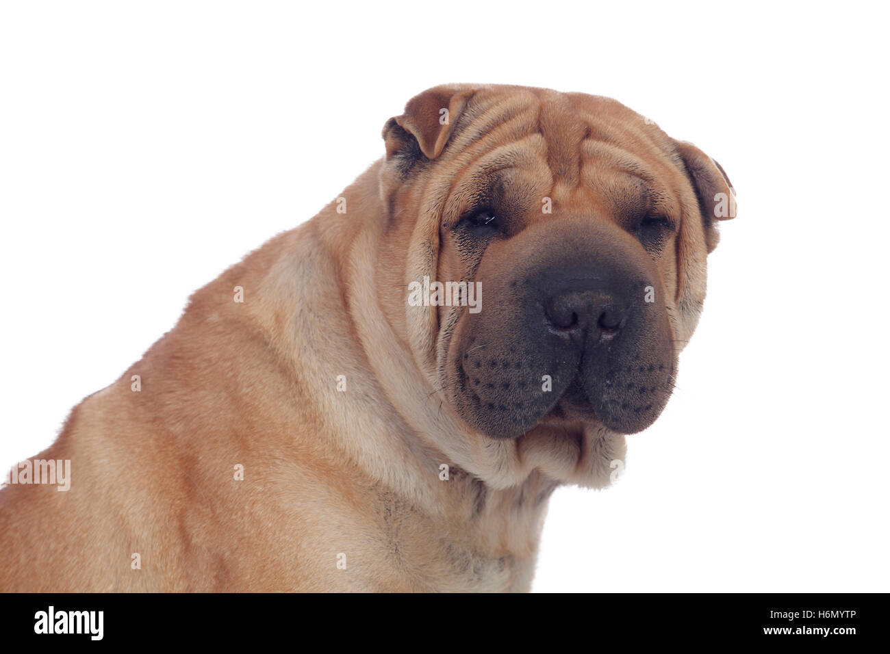 Beautiful Shar Pei Dog Breed isolated on a white background Stock Photo ...