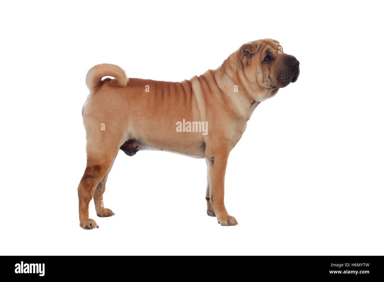 Beautiful Shar Pei Dog Breed isolated on a white background Stock Photo ...