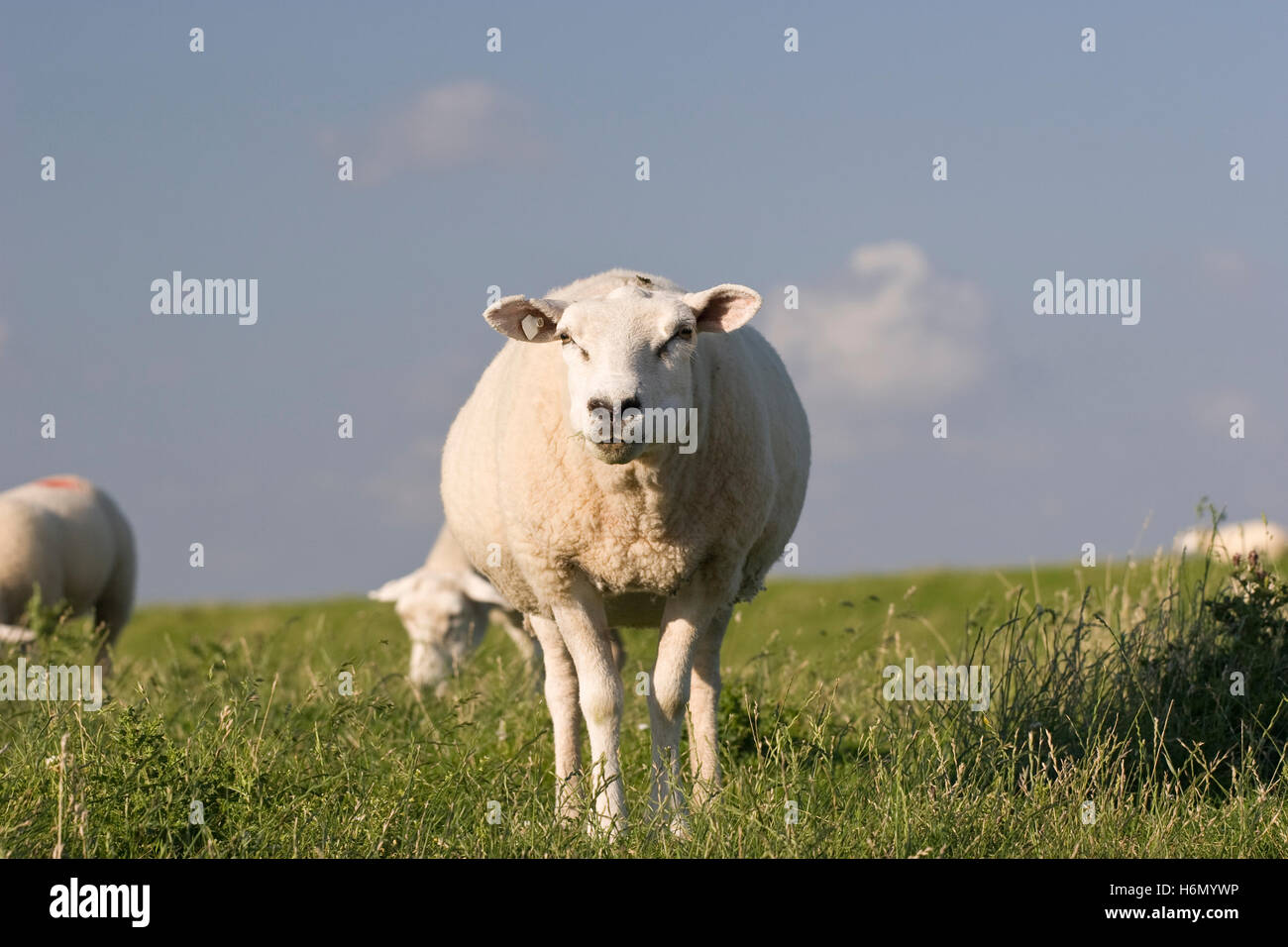 Useful pl hi-res stock photography and images - Alamy