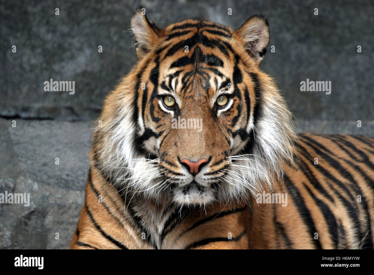 Tieger hi-res stock photography and images - Alamy