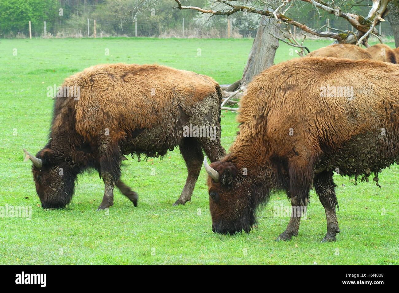 Bovine animals hi-res stock photography and images - Alamy