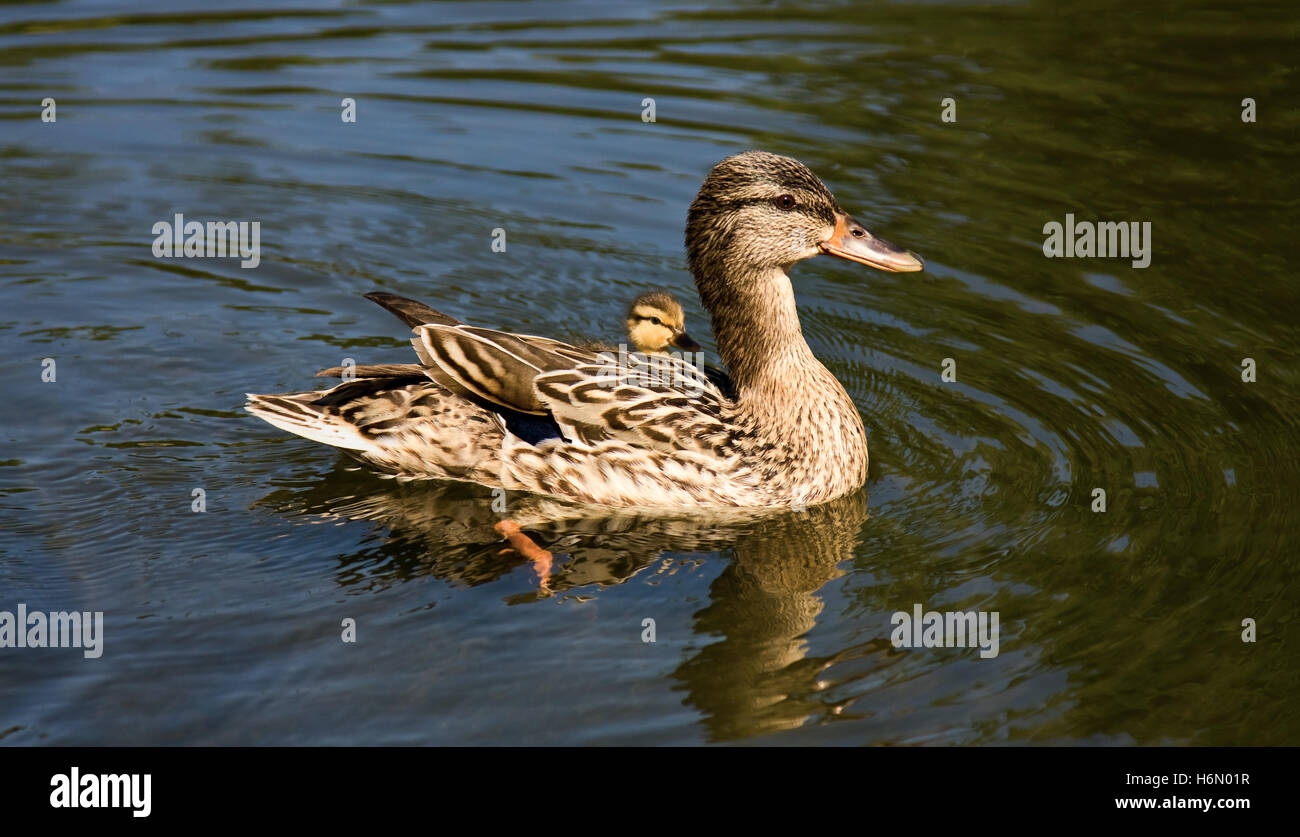 Fresh water birds hi-res stock photography and images - Alamy