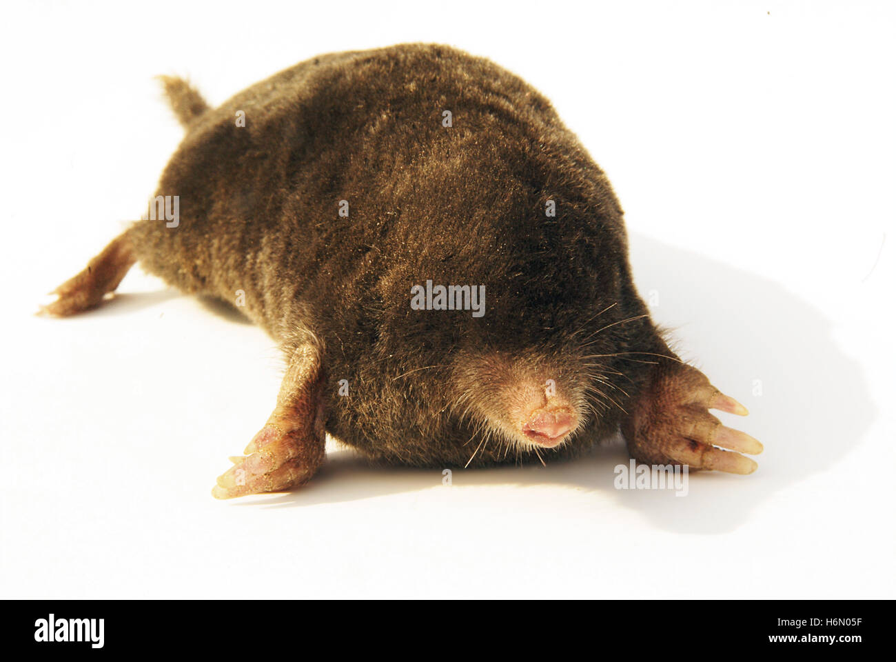 Gartenfeind Cut Out Stock Images & Pictures - Alamy