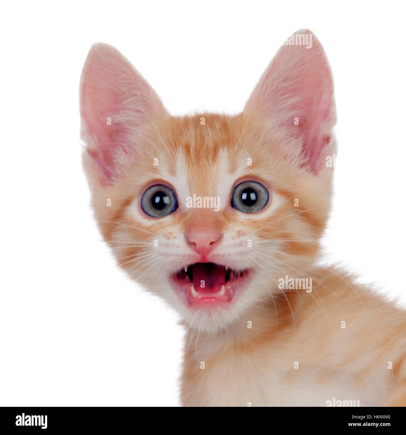 Funny brown kitty meowing isolated on a white background Stock Photo ...