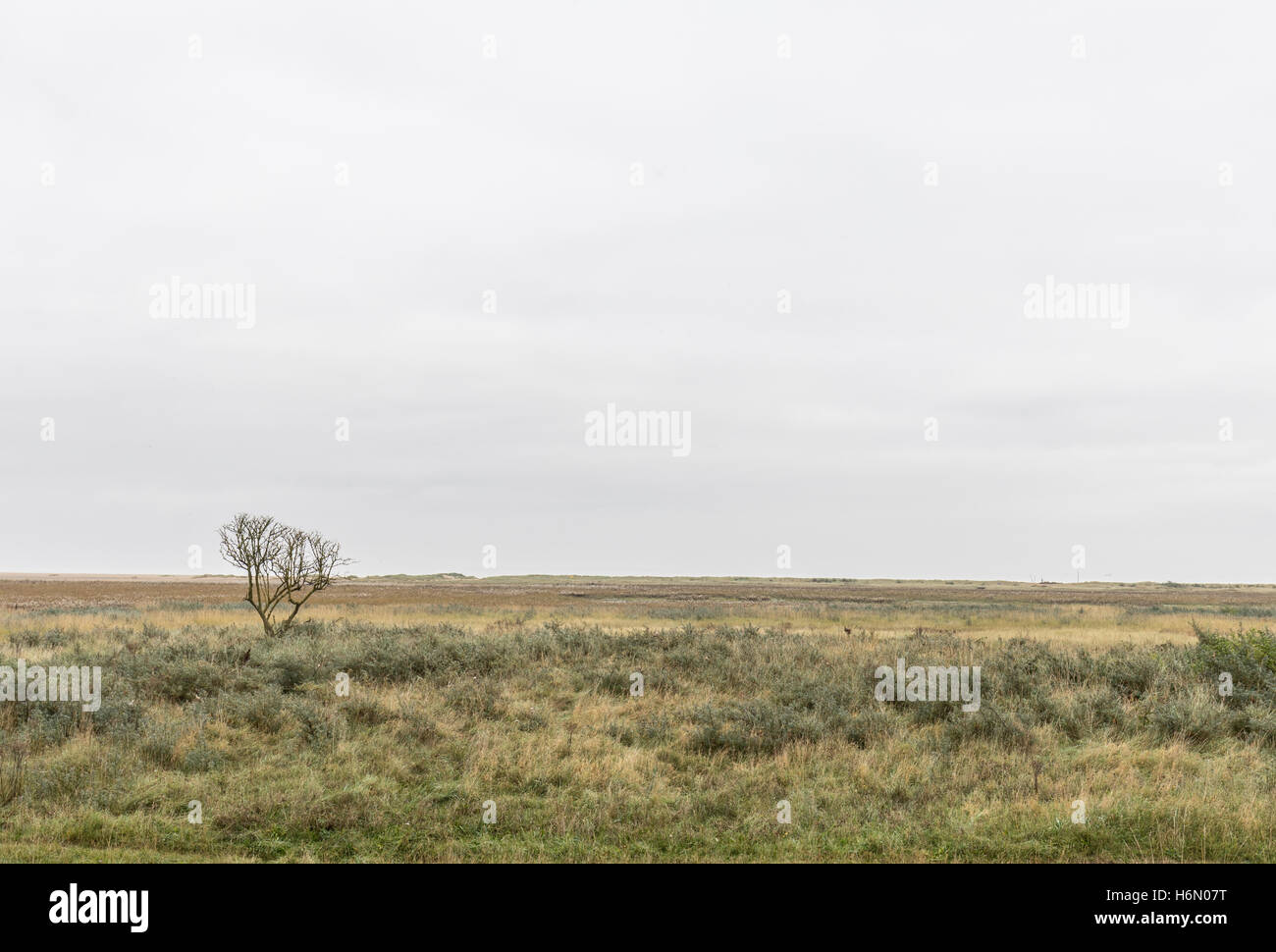 Lincolnshire marsh land under over cast skies in autumn Stock Photo - Alamy
