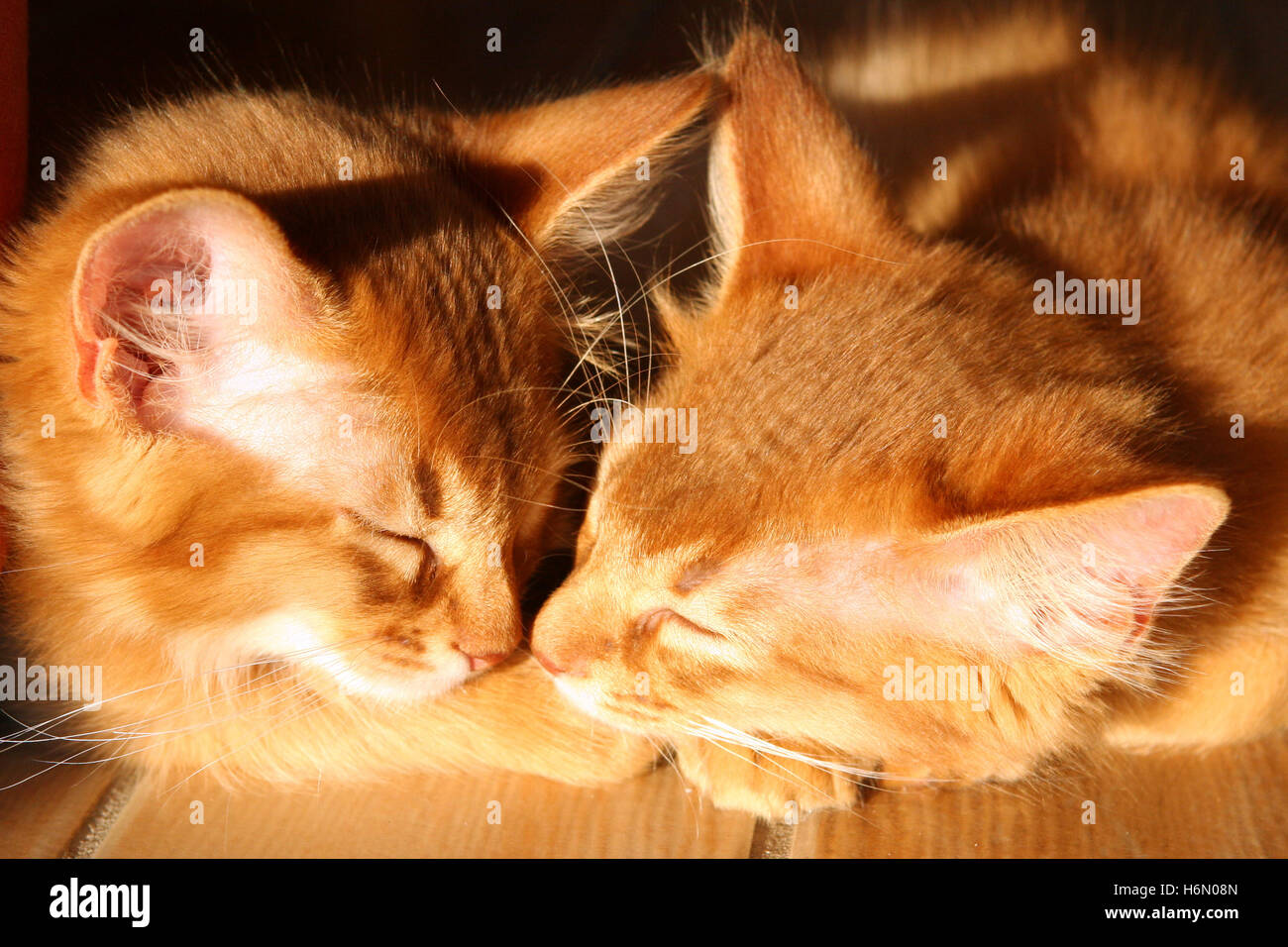 Red Somali Domestic Cat High Resolution Stock Photography and Images ...
