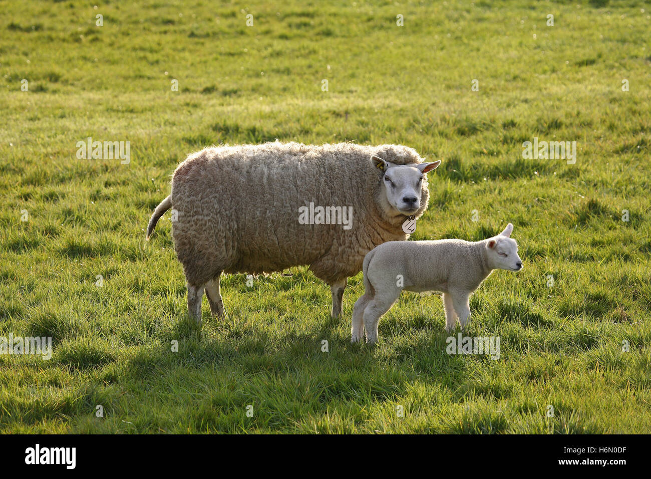 Generation of animals hi-res stock photography and images - Alamy
