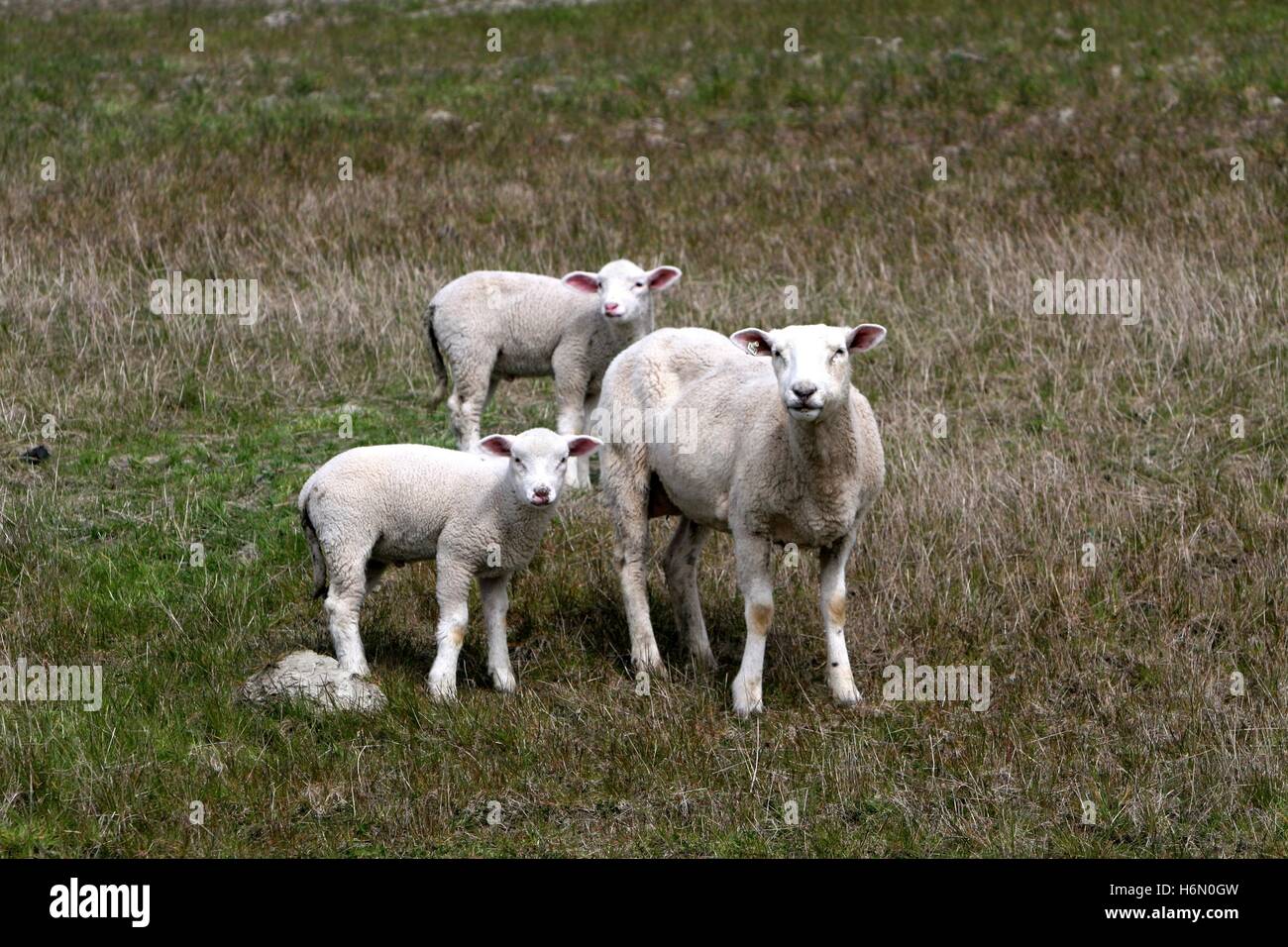 Useful animals hi-res stock photography and images - Alamy