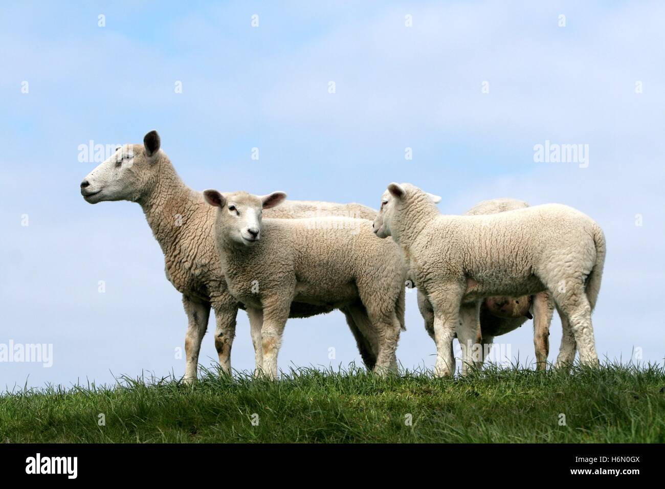 Animals of the north hi-res stock photography and images - Alamy