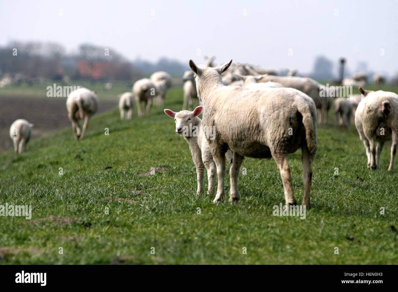 Useful animals for wool hi-res stock photography and images - Alamy