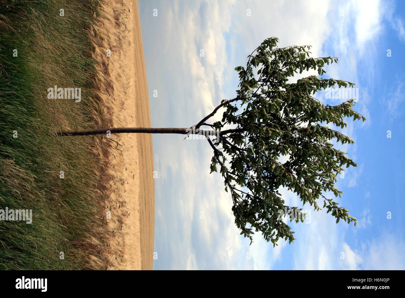Stand alone trees hi-res stock photography and images - Alamy
