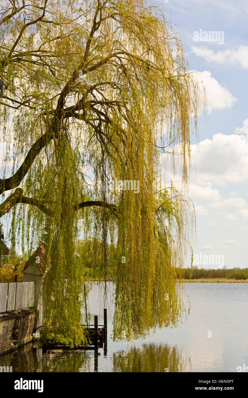Willow forests hi-res stock photography and images - Alamy