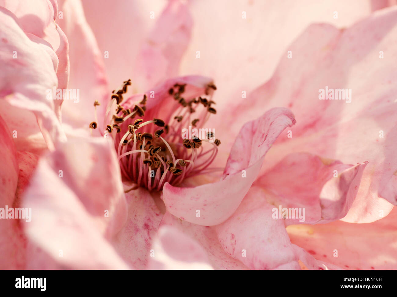 Rein plants hi-res stock photography and images - Alamy