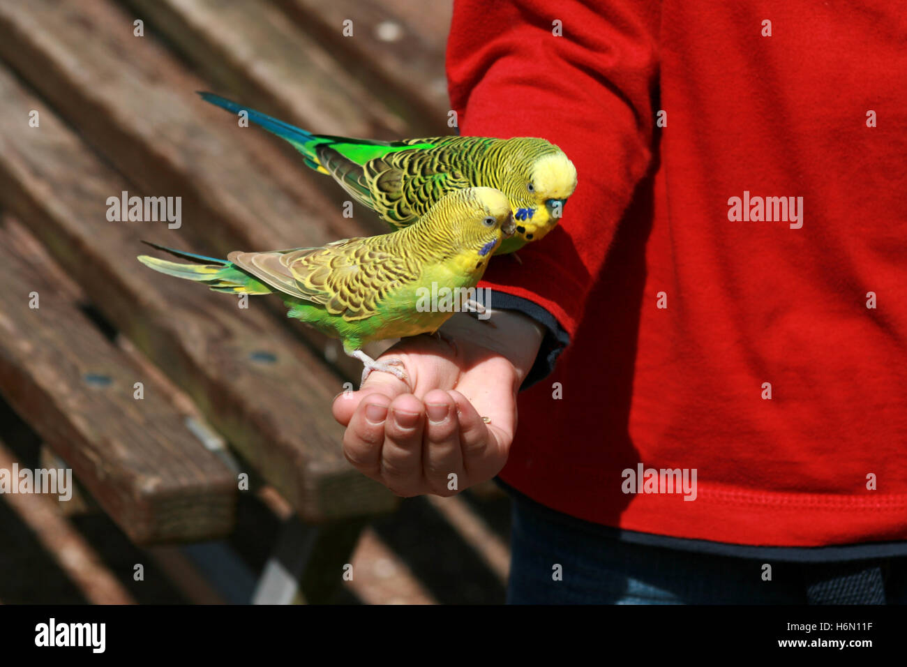 Tame birds hi-res stock photography and images - Alamy