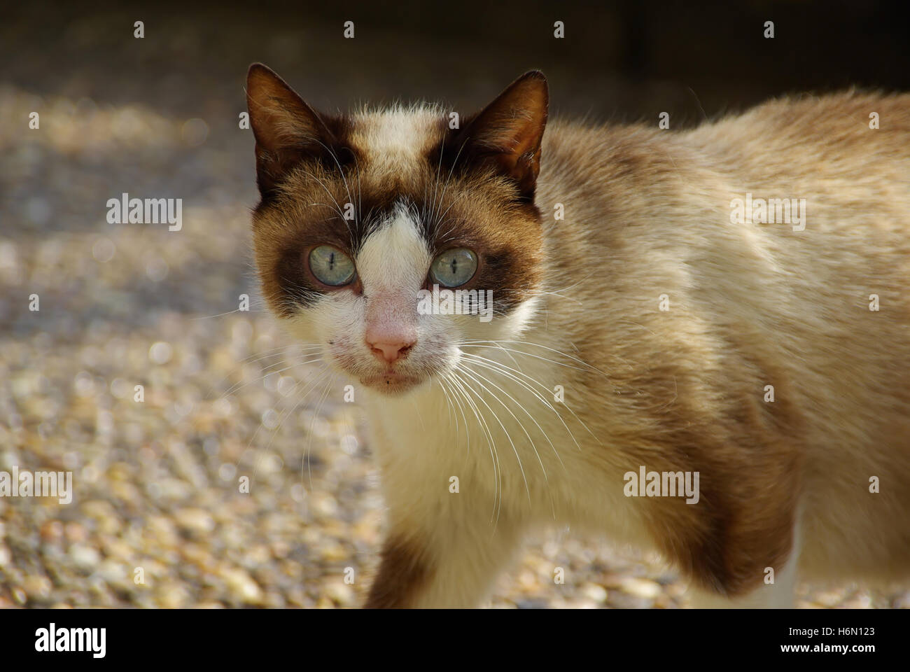 cat - cat 03 Stock Photo - Alamy