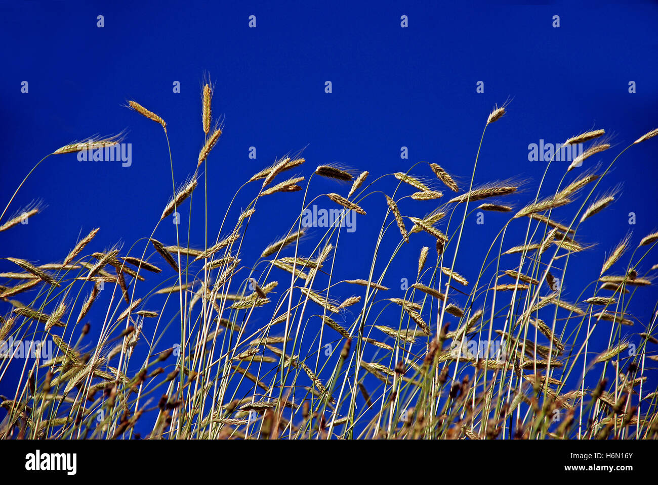 Azure field hi-res stock photography and images - Alamy