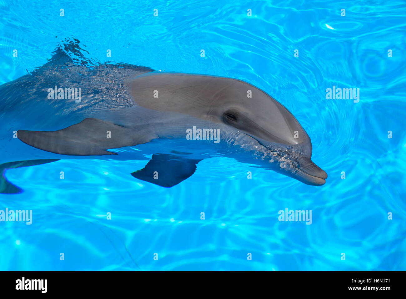 Dolphin looking out water hi-res stock photography and images - Alamy