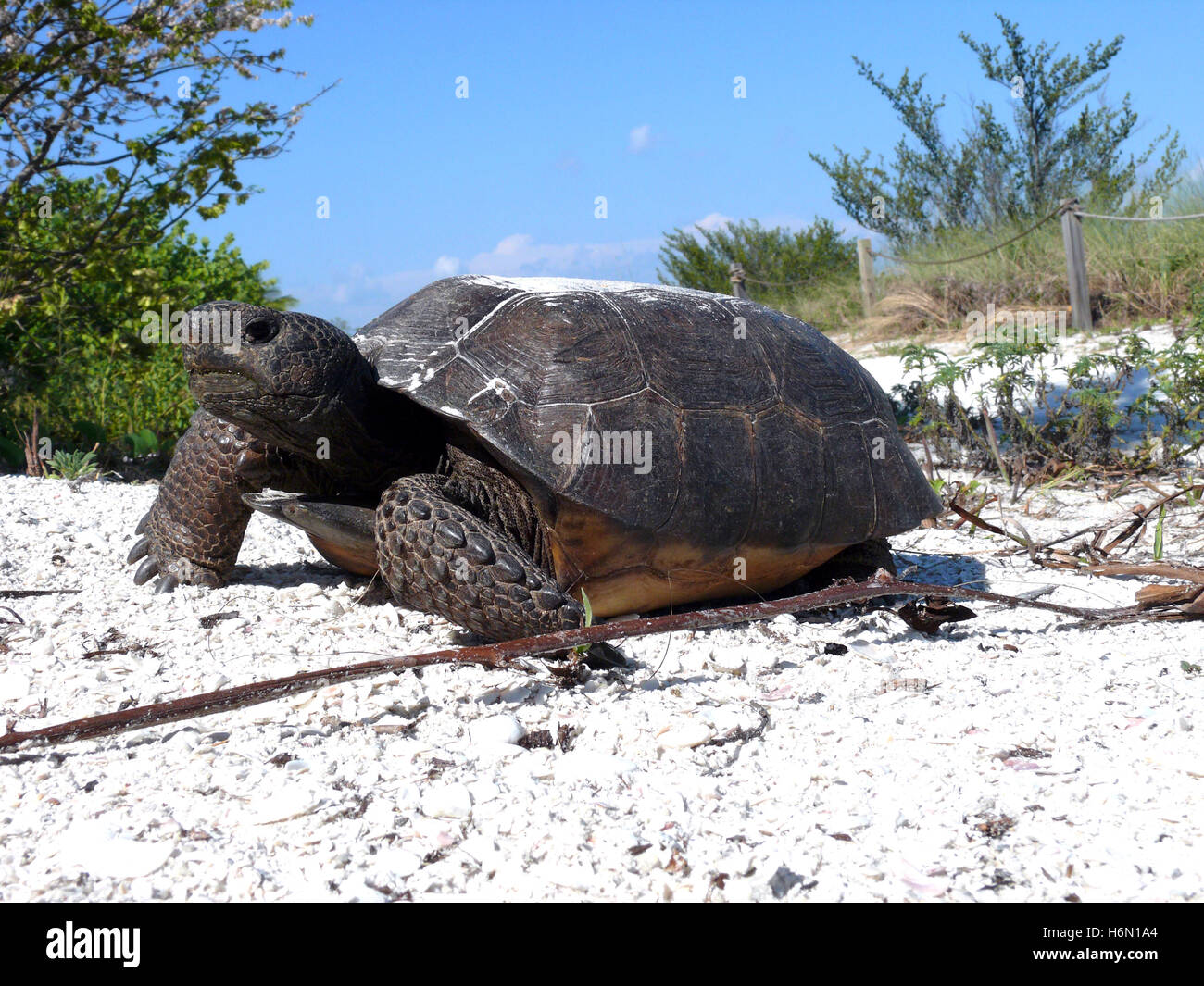 Tortoise eye hi-res stock photography and images - Alamy