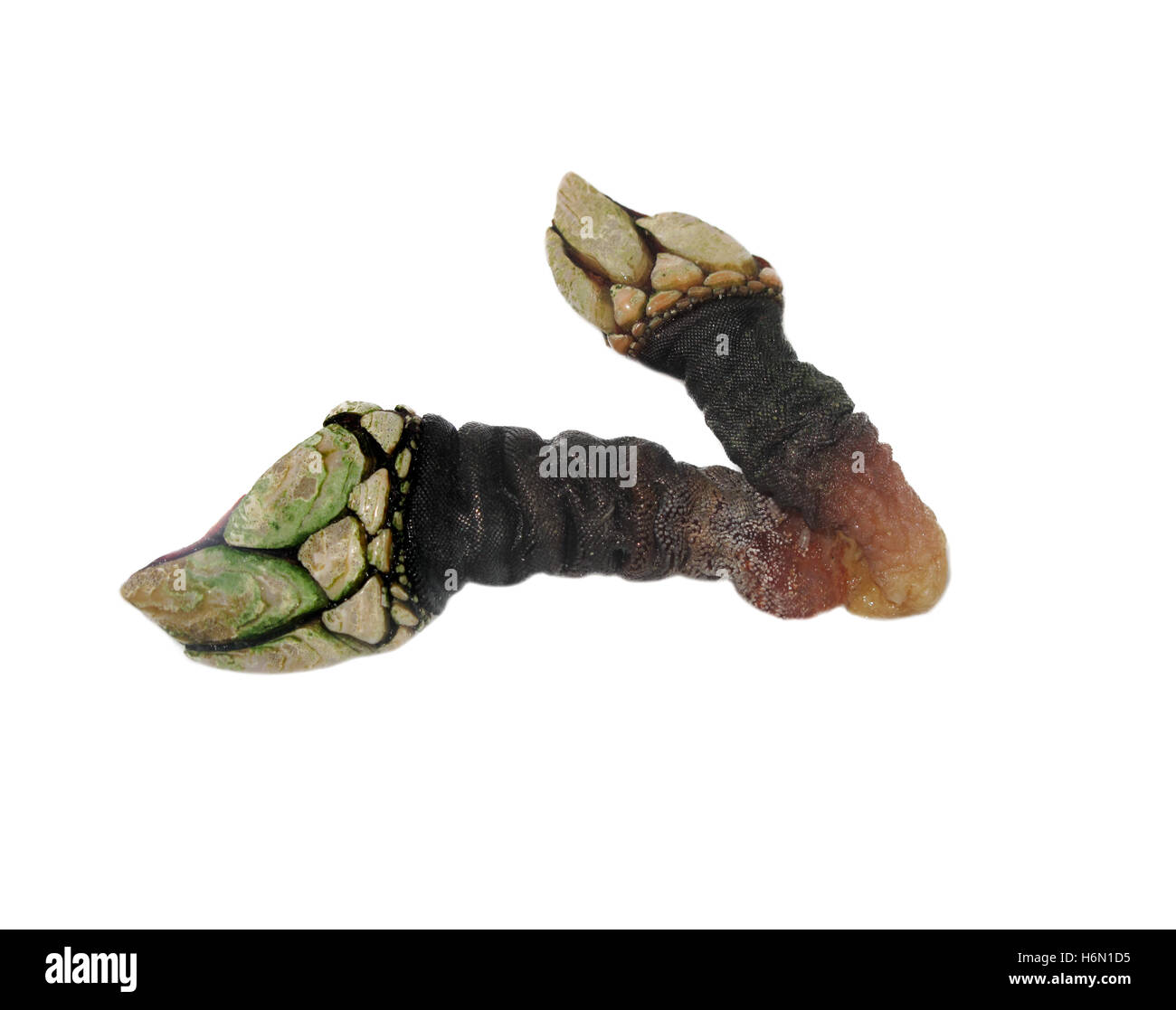 Percebes gooseneck barnacles seafood Cut Out Stock Images & Pictures ...