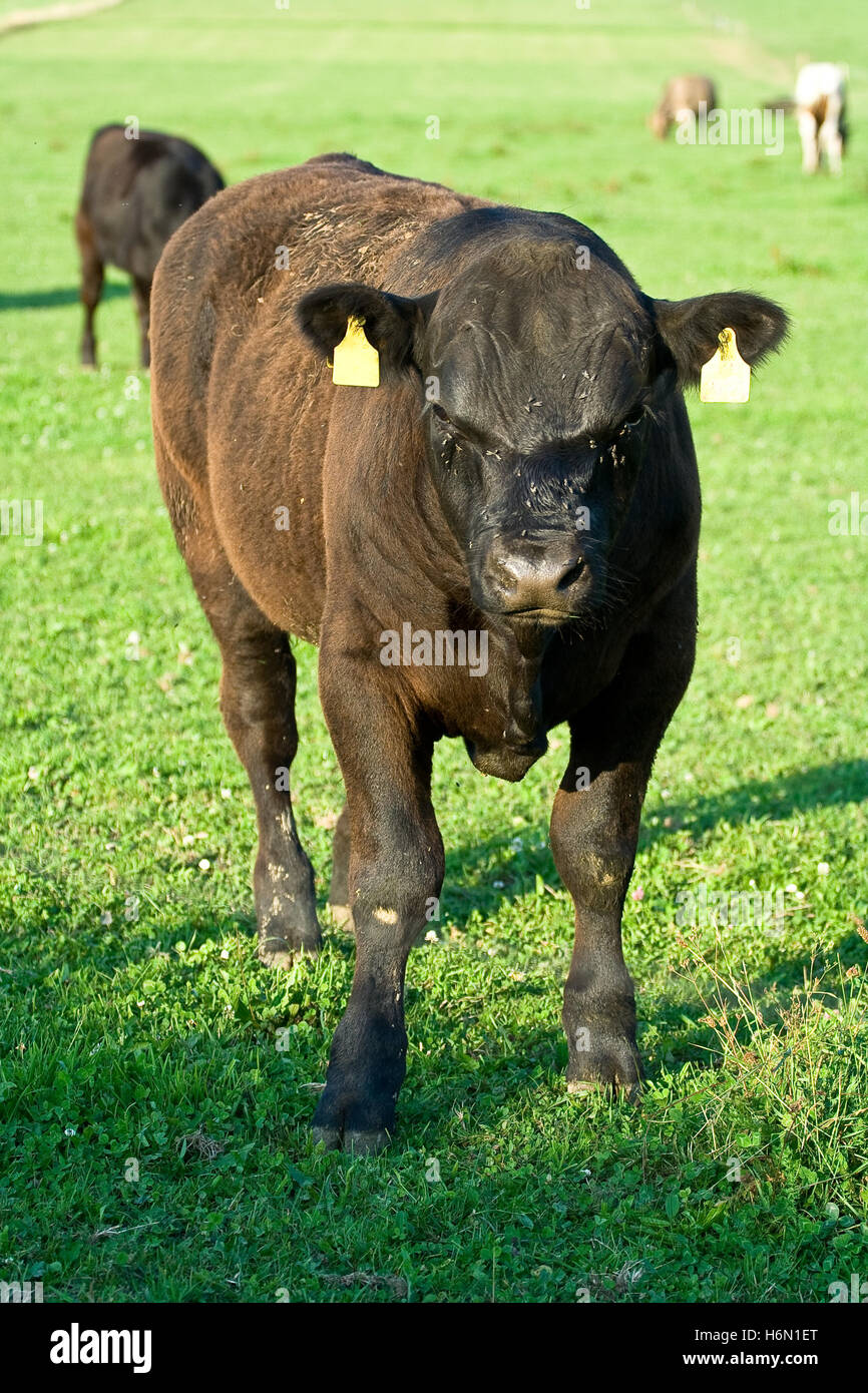Bovine farm animals hi-res stock photography and images - Alamy