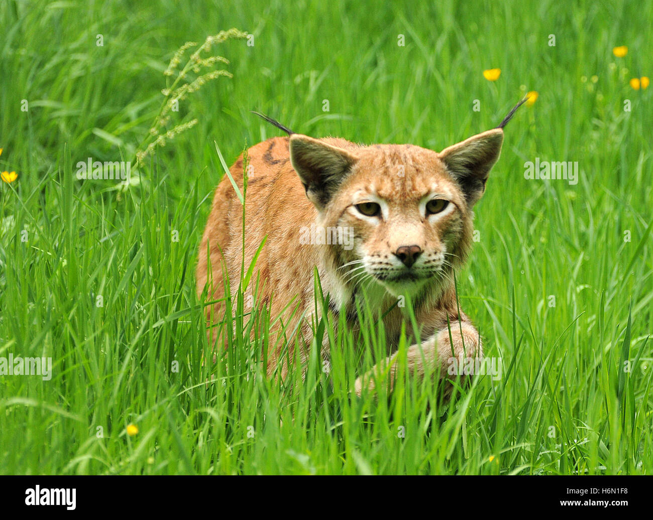 Big mammals hi-res stock photography and images - Alamy