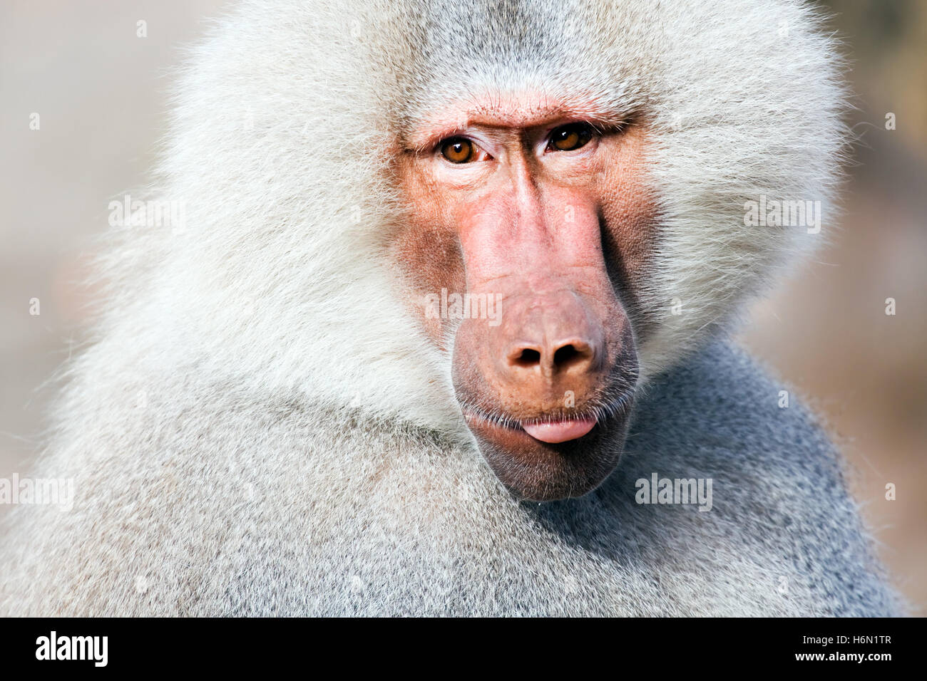 Mammals face hi-res stock photography and images - Alamy
