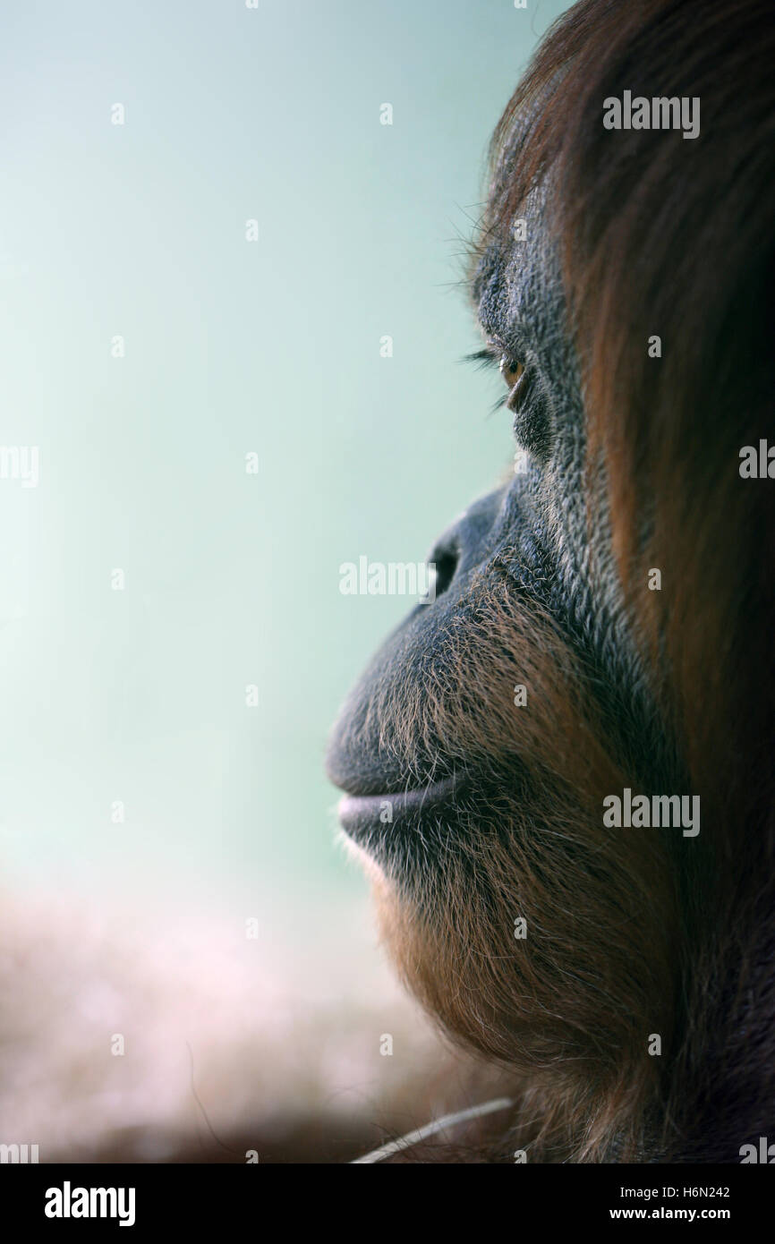 Mammals face hi-res stock photography and images - Alamy