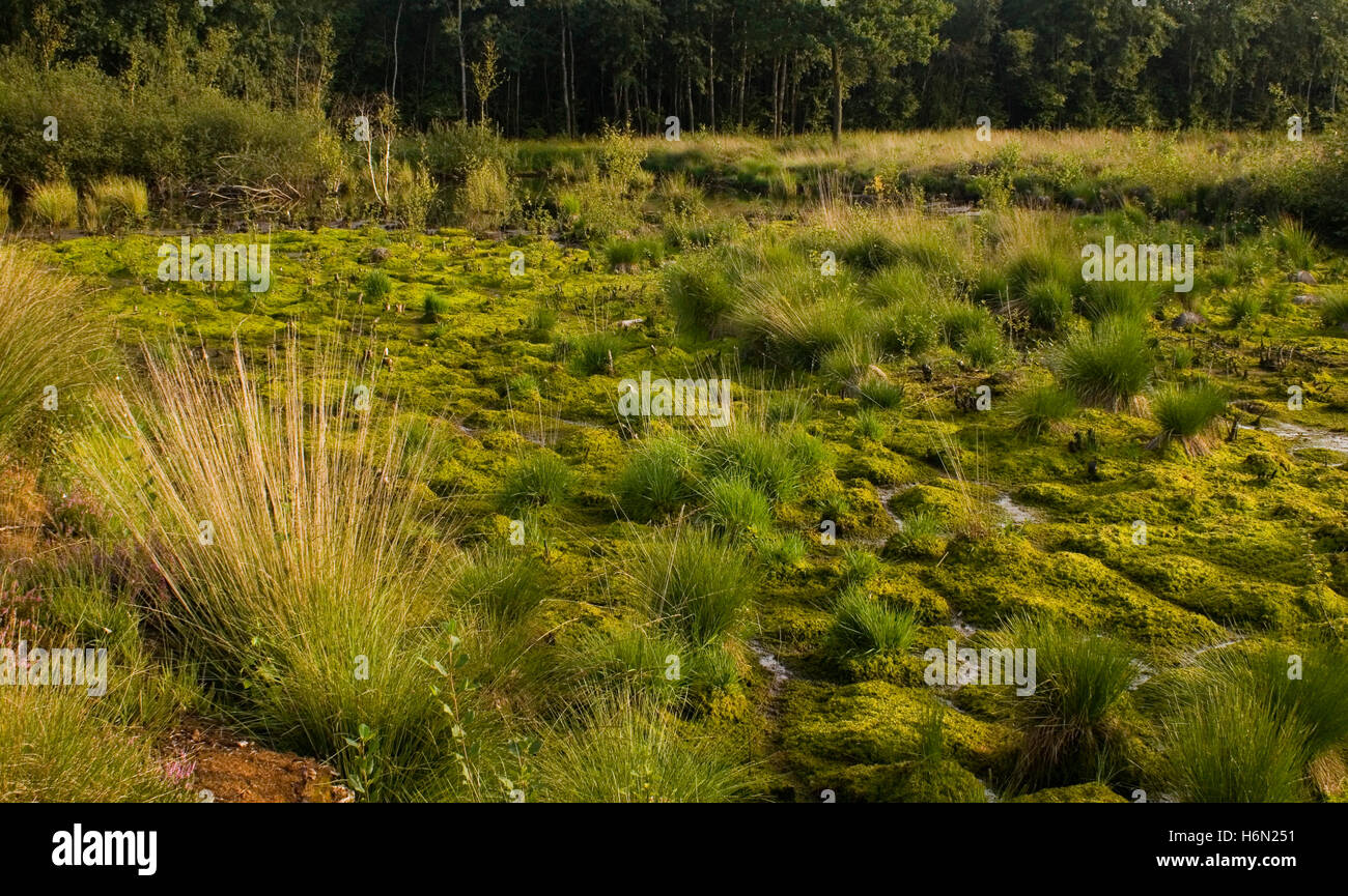 Fen landscapes hi-res stock photography and images - Alamy