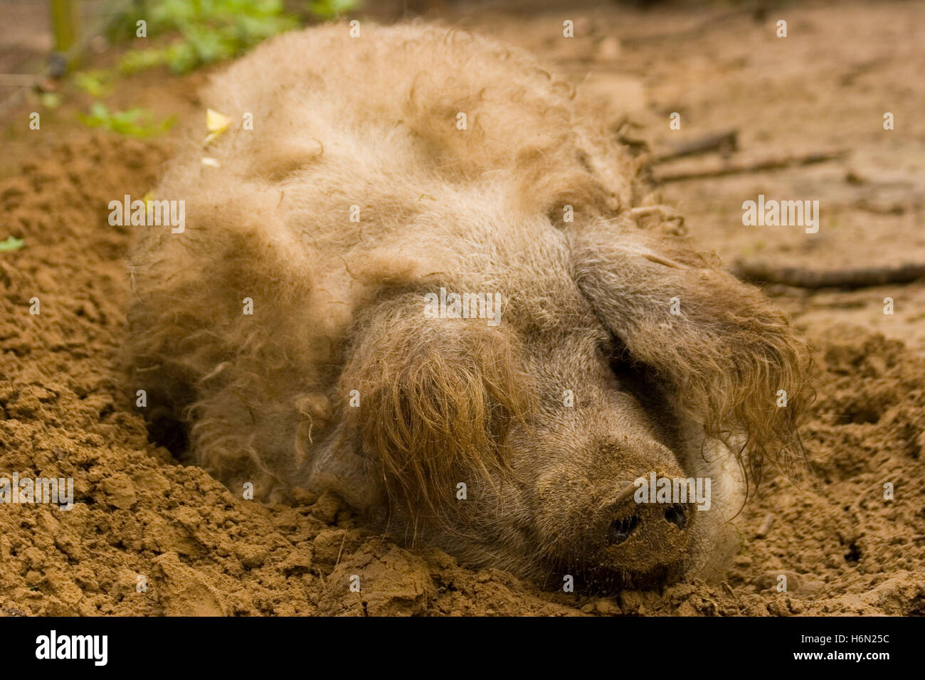 Hardy animals hi-res stock photography and images - Alamy