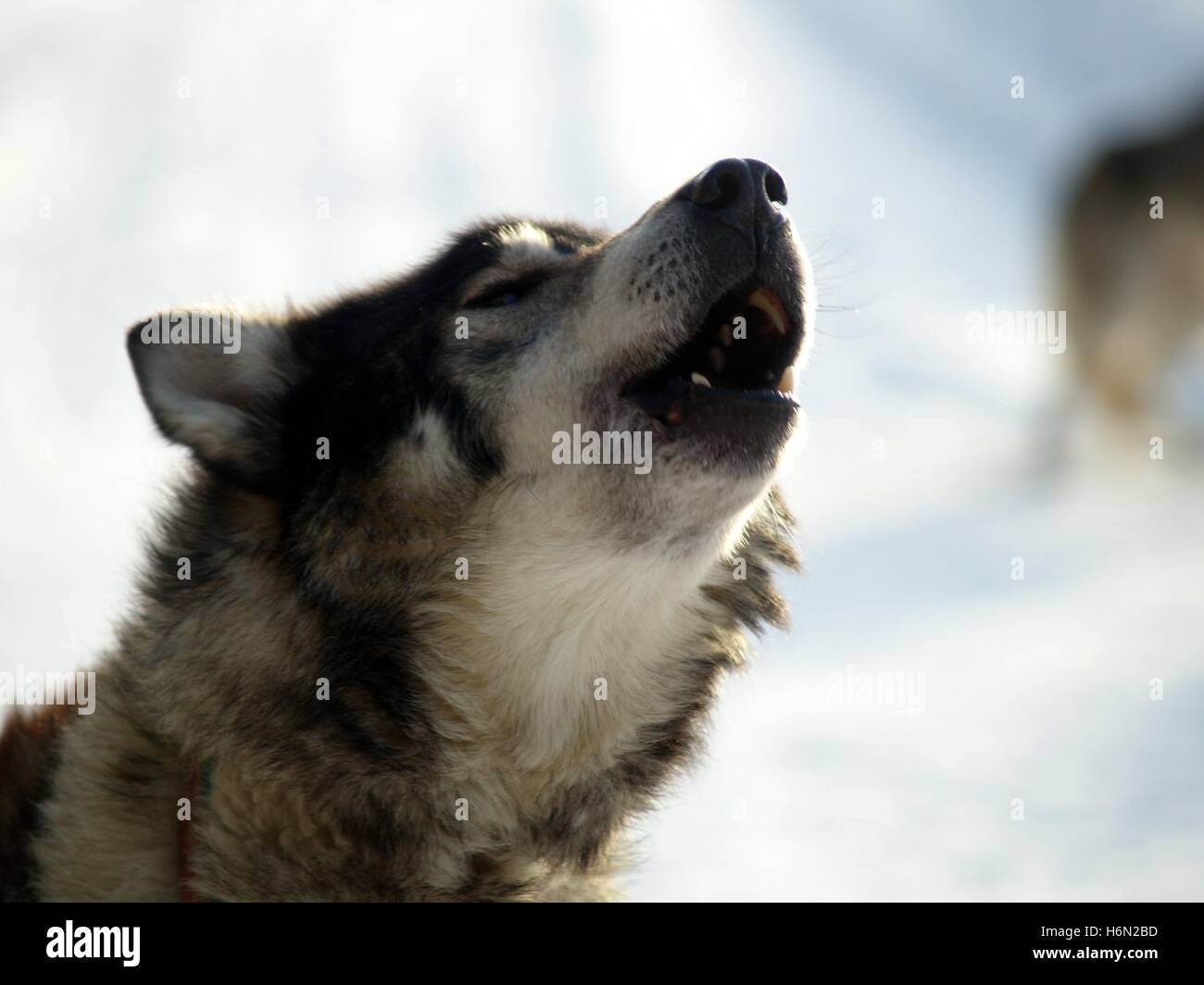 Howling animals hi-res stock photography and images - Alamy