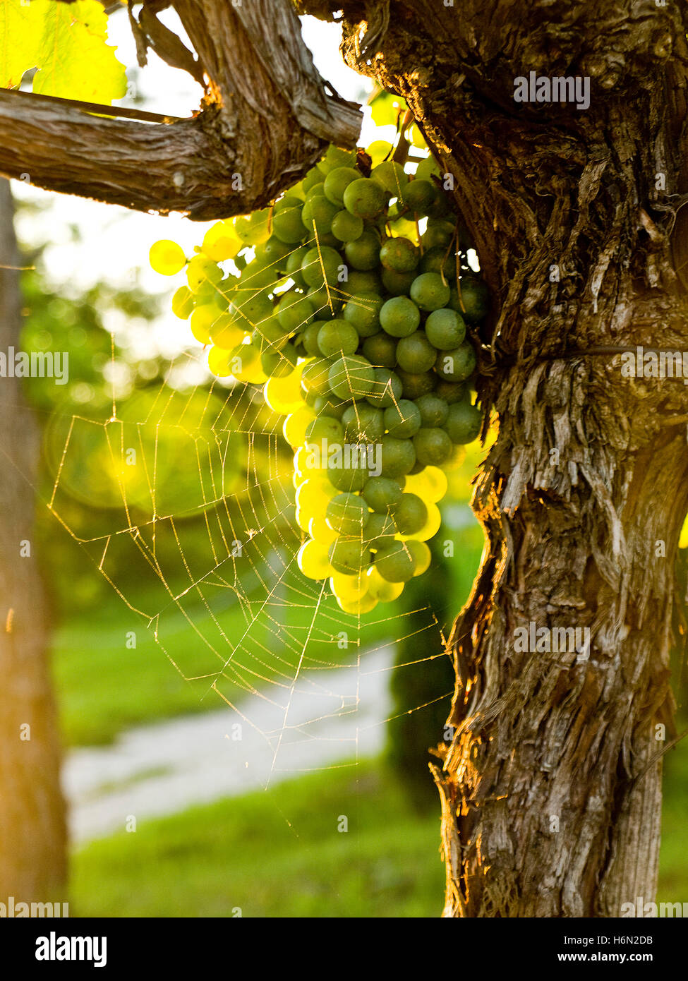 Grapes and spider web hi-res stock photography and images - Alamy