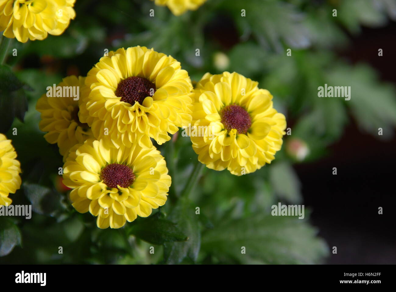 plants flowers Stock Photo - Alamy