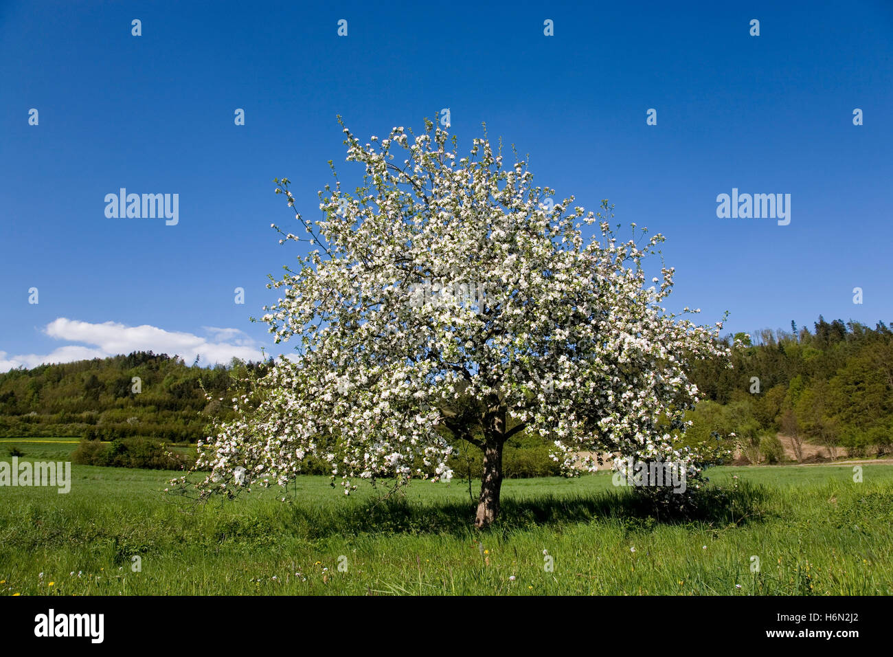 cherry tree in spring Stock Photo - Alamy