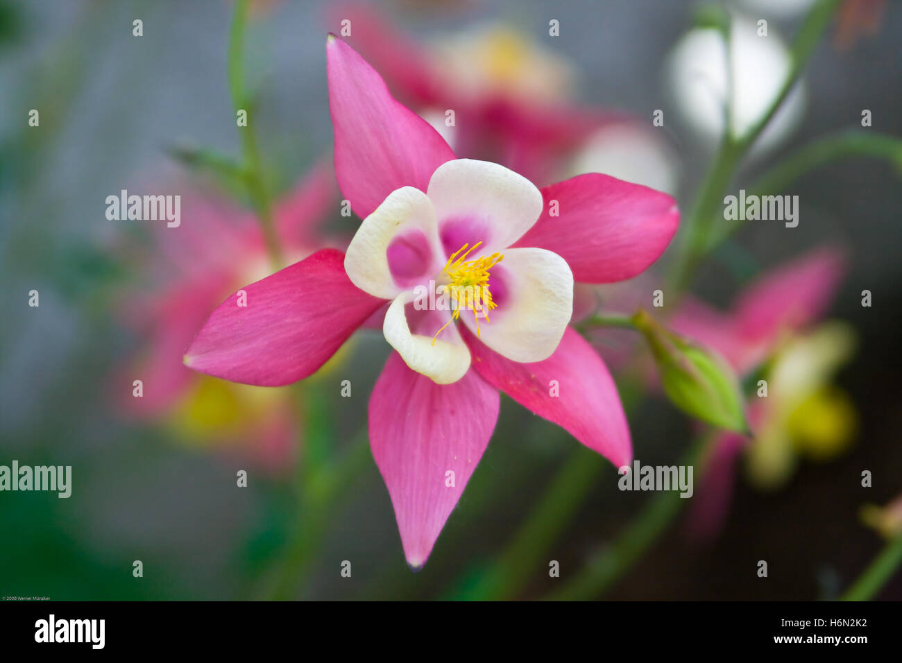 Akelei flowers hi-res stock photography and images - Alamy