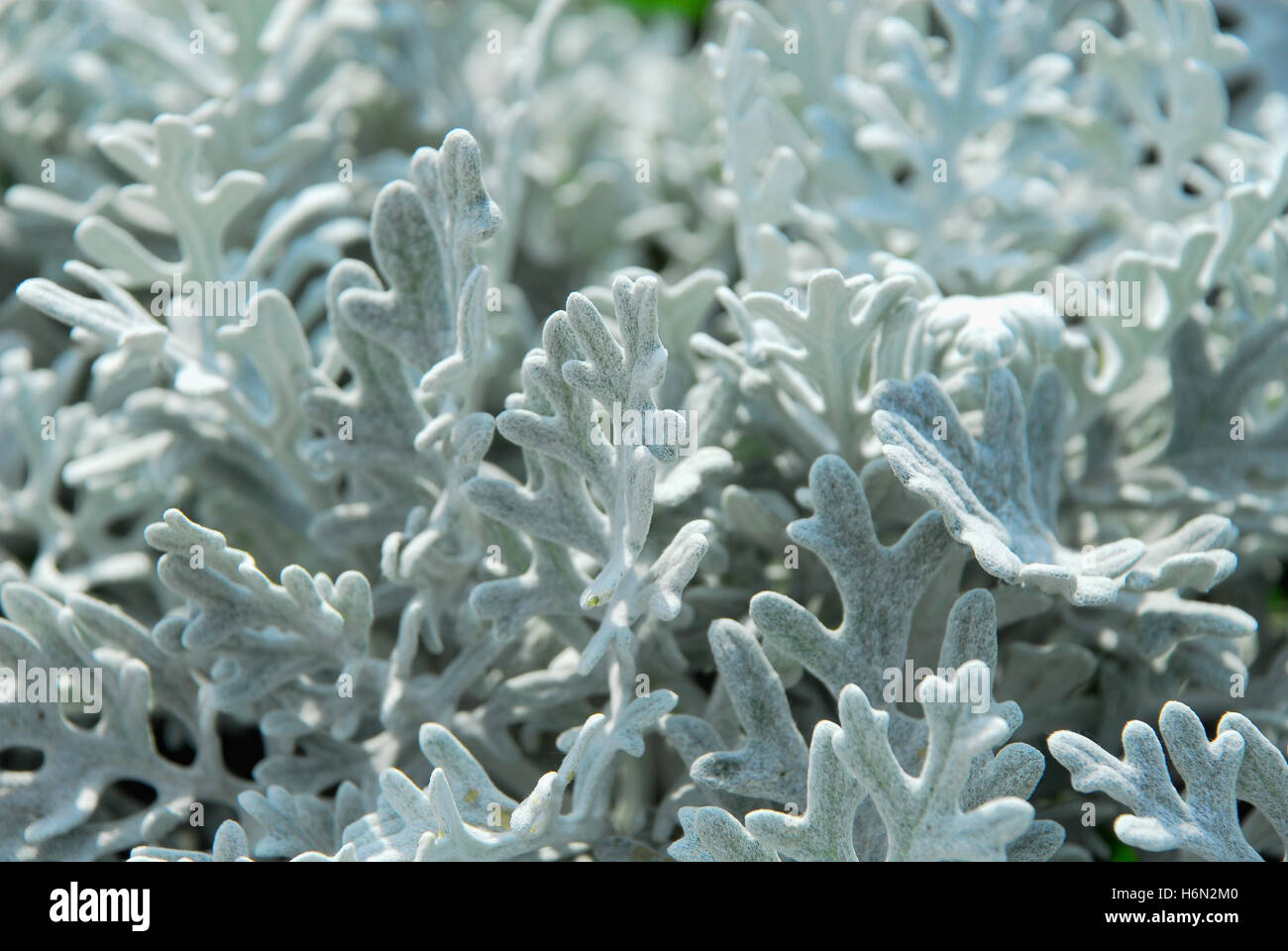 Silver and grey plants hi-res stock photography and images - Alamy