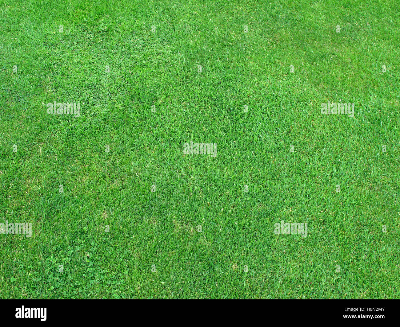 Beautiful green grass texture from golf course Stock Photo - Alamy