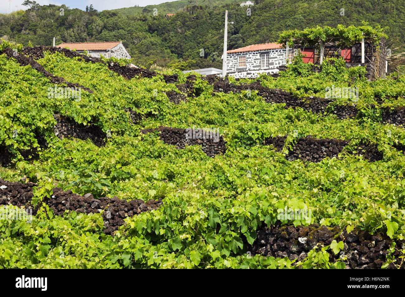 Agriculture farming vineyard portugal hi-res stock photography and ...