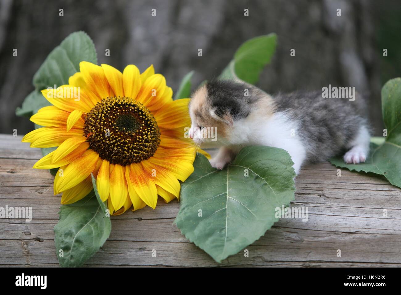 Young animals nibble hi-res stock photography and images - Alamy