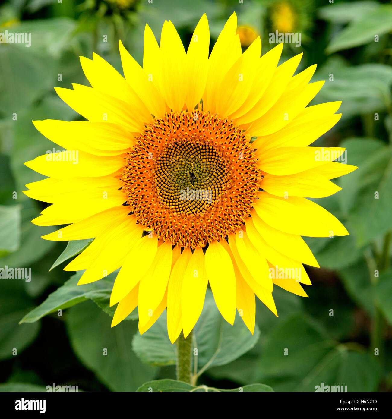 Nice picture of a sunflower in the field Stock Photo - Alamy