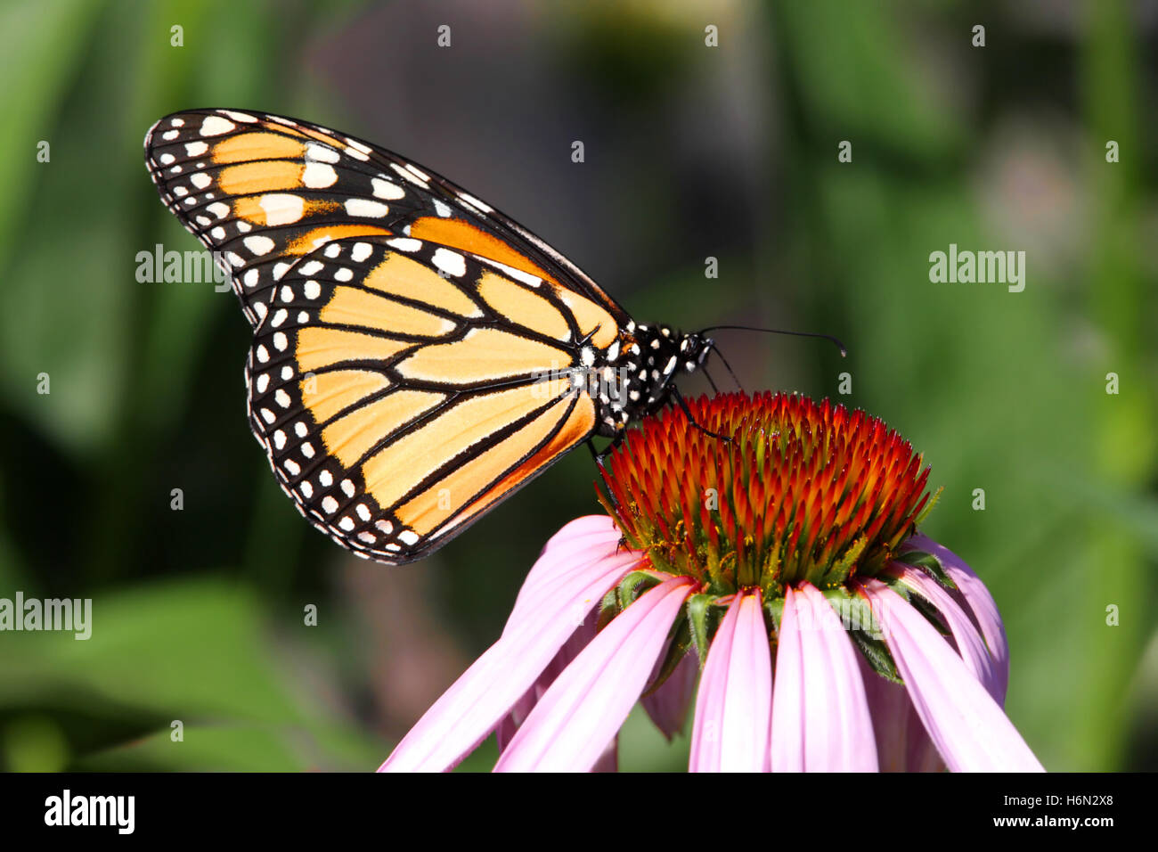 insects spiders Stock Photo - Alamy