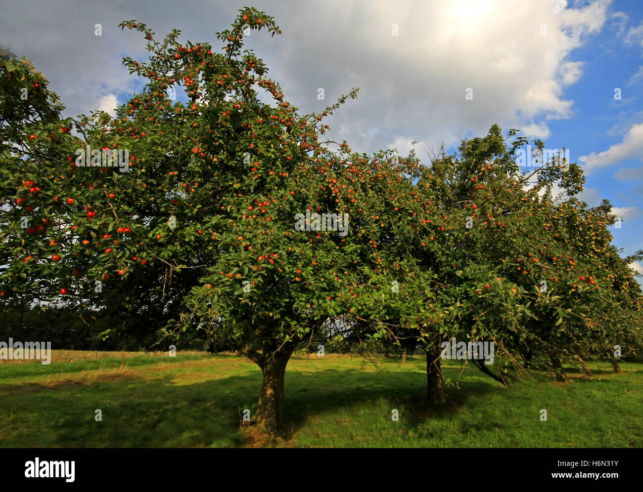 Apple trees meadow apples hi-res stock photography and images - Alamy