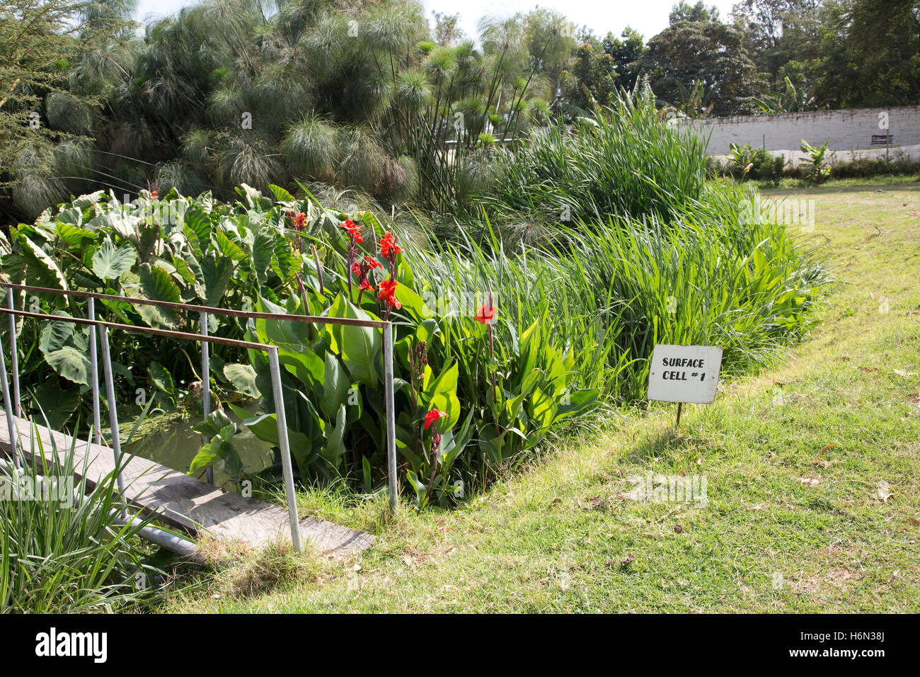 First lake on constructed wetland with variety of aquatic vegetation ...