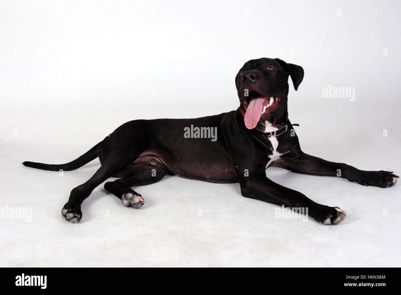 Fighting dog hi-res stock photography and images - Alamy