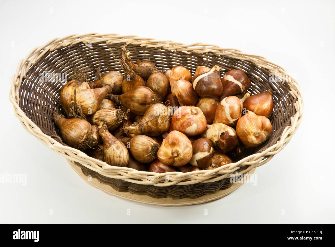 Flower photography at studio hi-res stock photography and images - Alamy