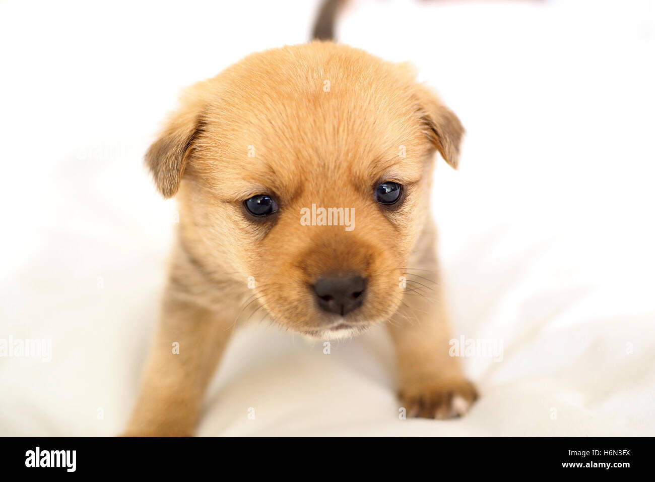 little puppy learning to walk Stock Photo - Alamy