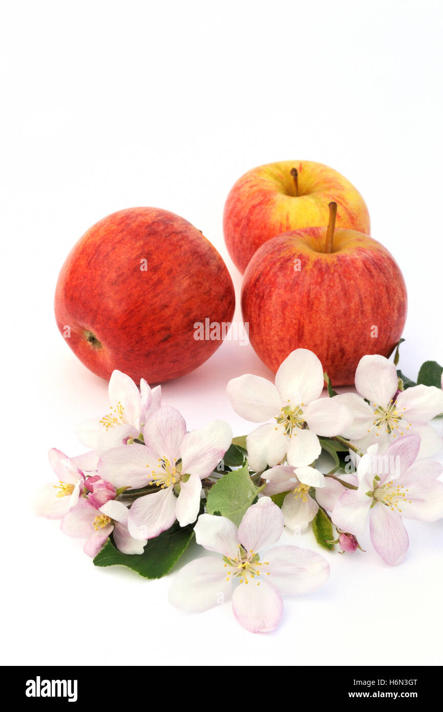 Flowers and fruits of the be still tree hi-res stock photography and ...