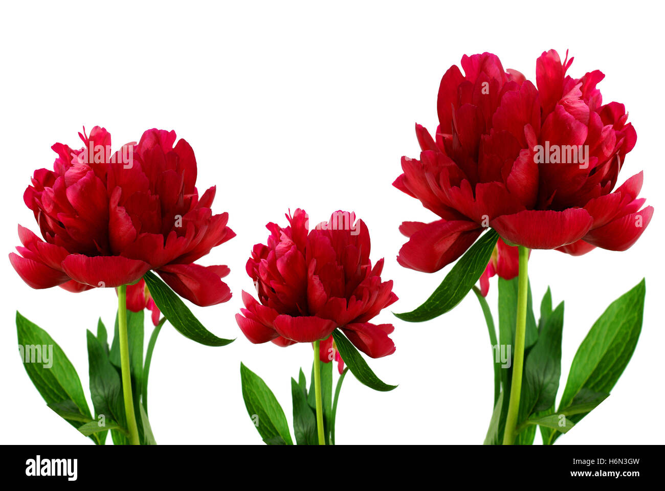 Peonies High Resolution Stock Photography and Images - Alamy