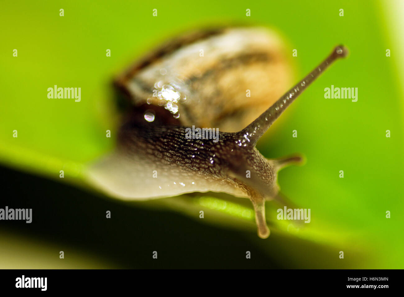 Common british snail hi-res stock photography and images - Alamy