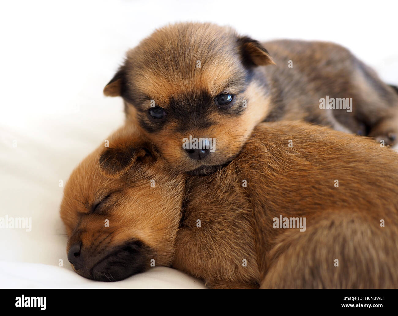 two little puppies, one asleep Stock Photo - Alamy