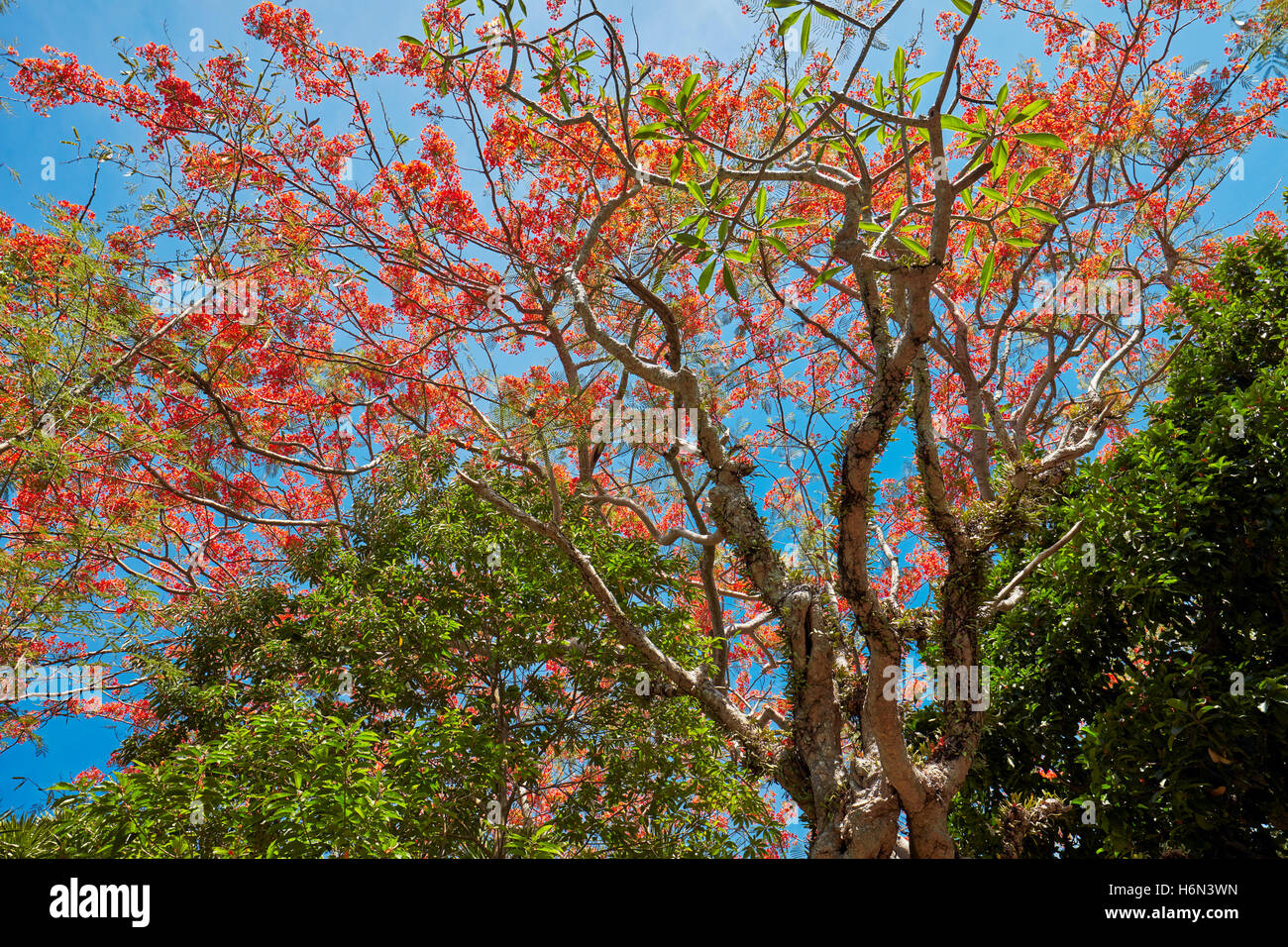 Royal Poinciana (Flame Tree) blossoming branches, Vietnam. Scientific ...